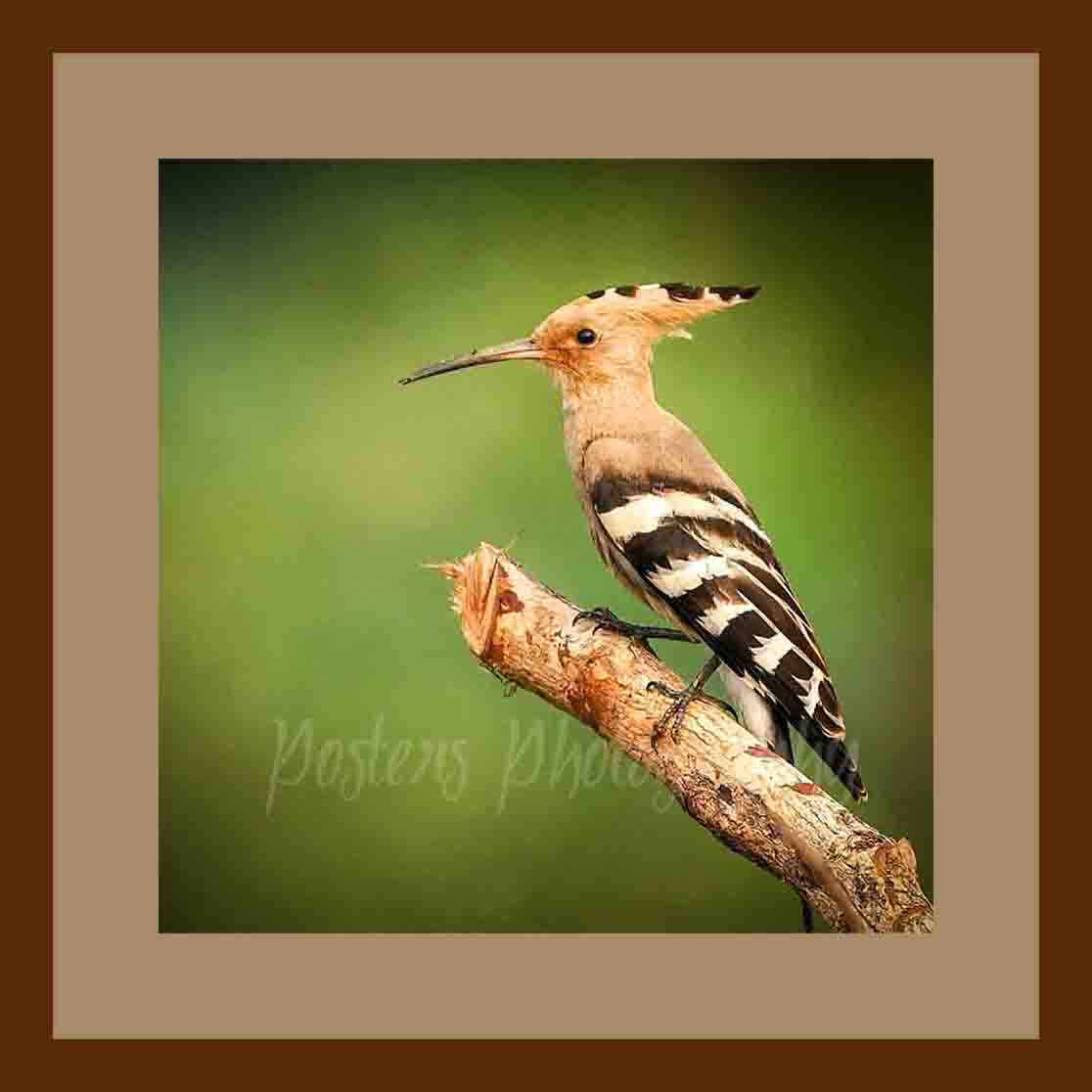 Buy Bird Posters Online -Watchful Hoopie - Posters Photography