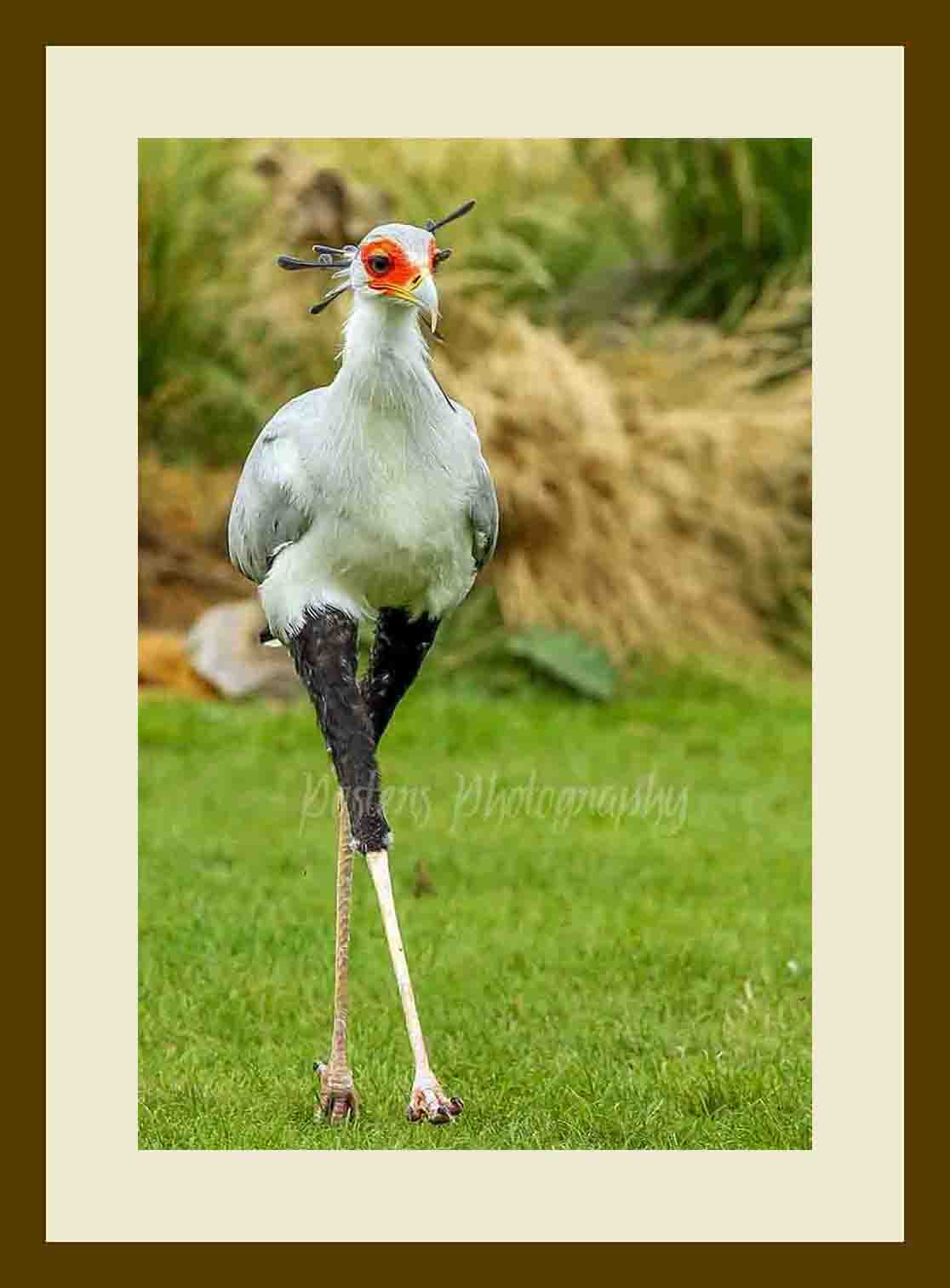Fine Art Photography Posters - The Secretary Bird - PostersPhotography