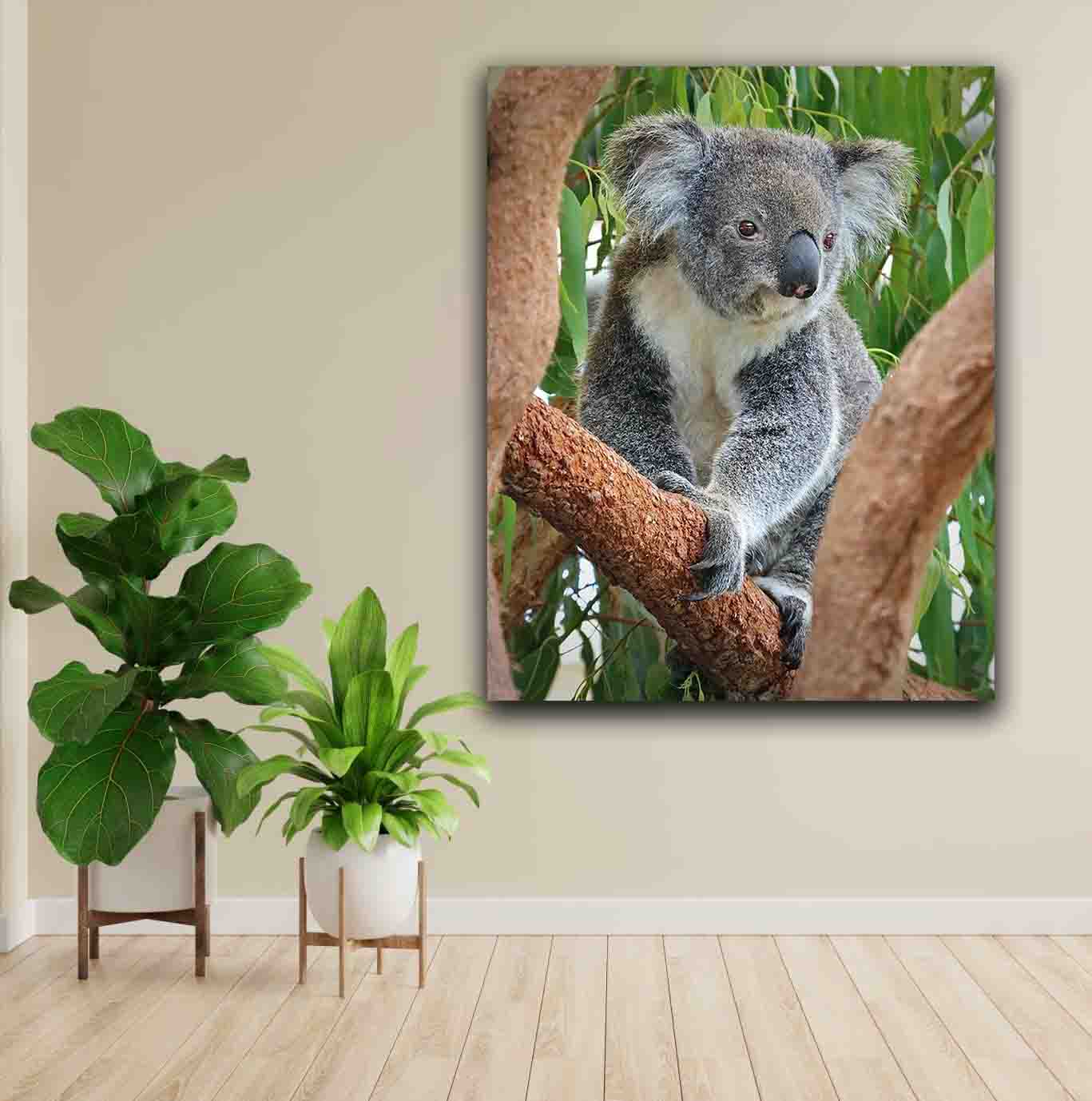 Buy 8"x10" Posters - Posters Photography - Cute Koala