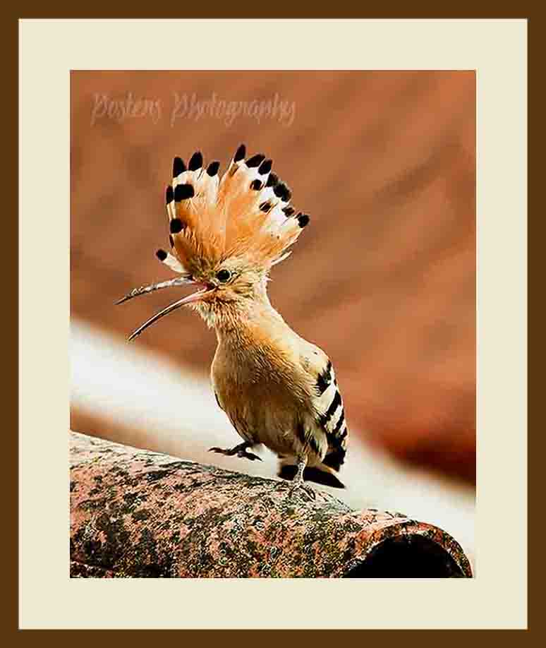 Fine Art For Sale - Posters Photography - Happy Hoopie