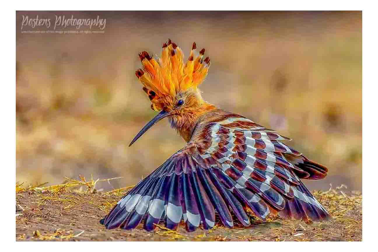 Buy Radha Krishna Poster - Hoopie 02 - PostersPhotography