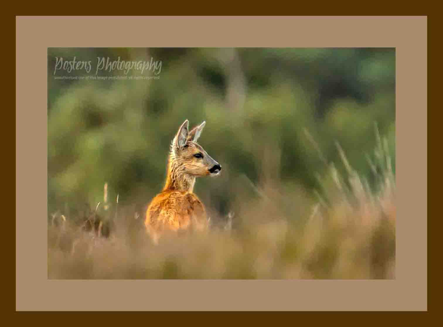 Fine Art Photographic Print - Curious Fawn - PostersPhotography