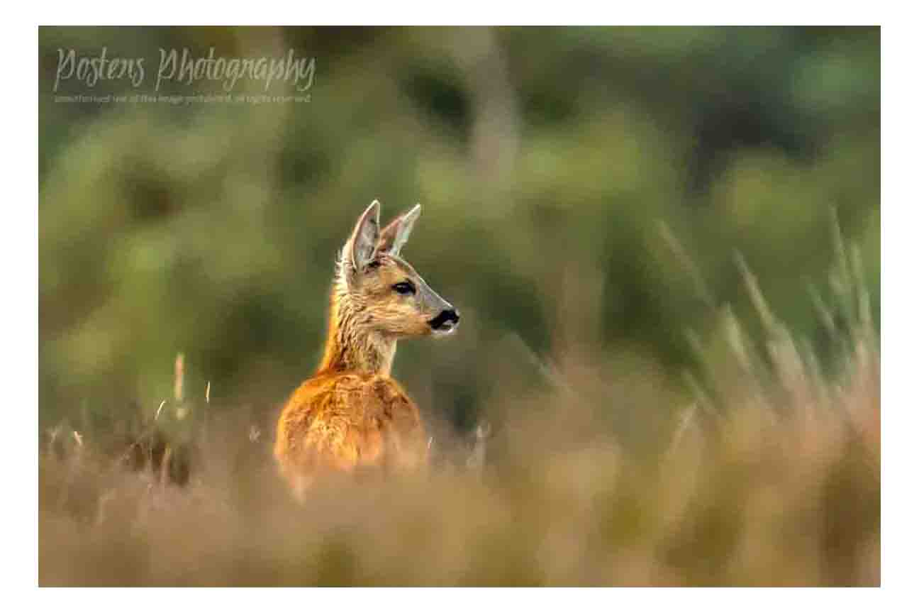 Fine Art Photographic Print - Curious Fawn - PostersPhotography