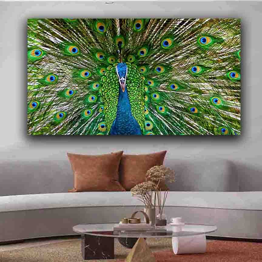 Art Prints India - Glorious Peacock - PostersPhotography